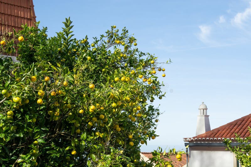 Lemons on a Tree, Sintra, Portugal Stock Photo - Image of citrus, leaf ...
