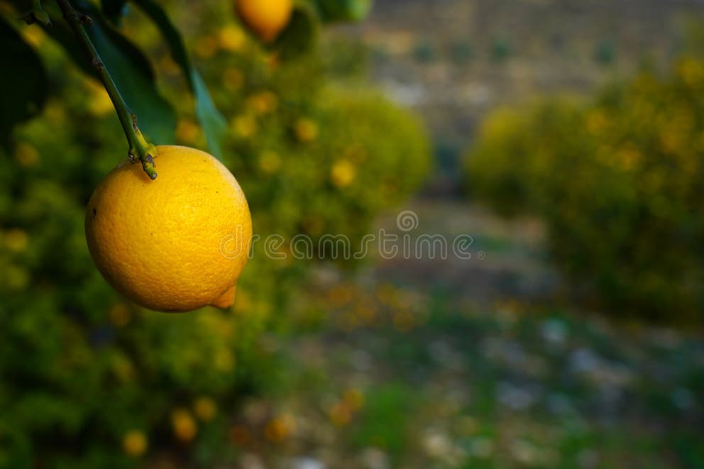Lemons on Treee in Lemon Field Stock Illustration - Illustration of ...