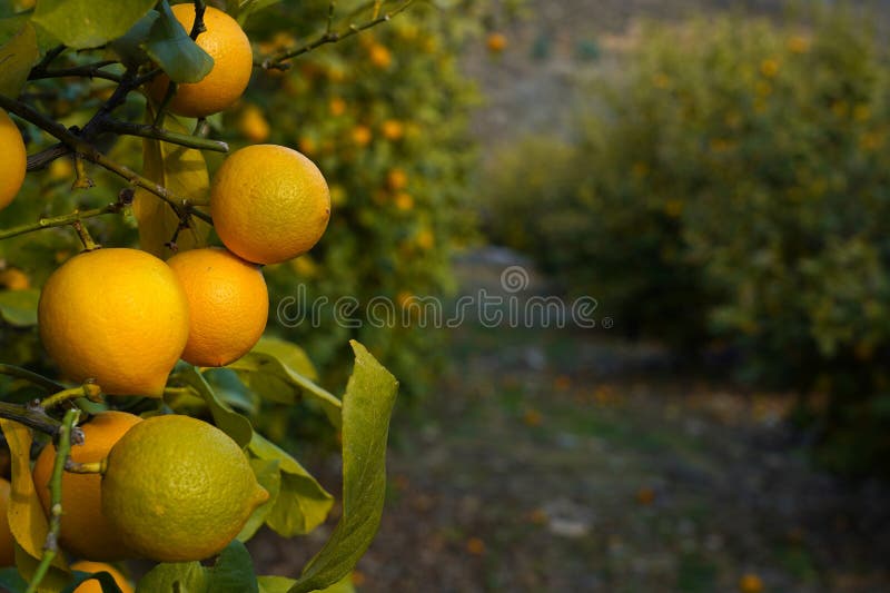 Lemons on Treee in Lemon Field Stock Image - Image of blossom ...