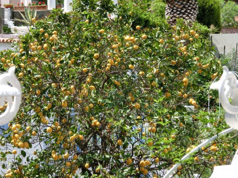 Lemons of Capri stock photo. Image of juice, citrus, typical - 19478502