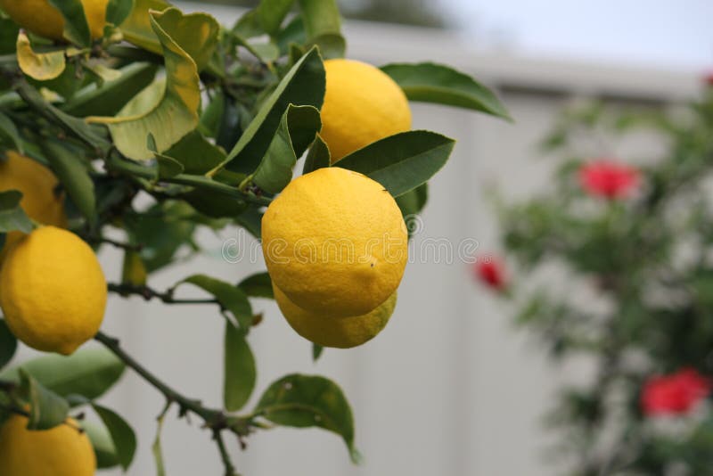 Lemons in win winter stock photo. Image of lemon, winter - 149346032