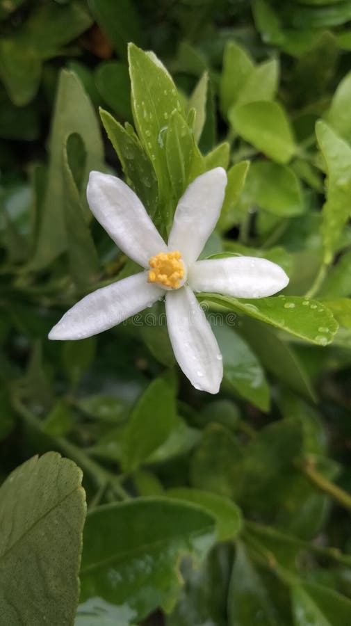 Lemonsito White Flower Stock Photos - Free & Royalty-Free Stock Photos ...