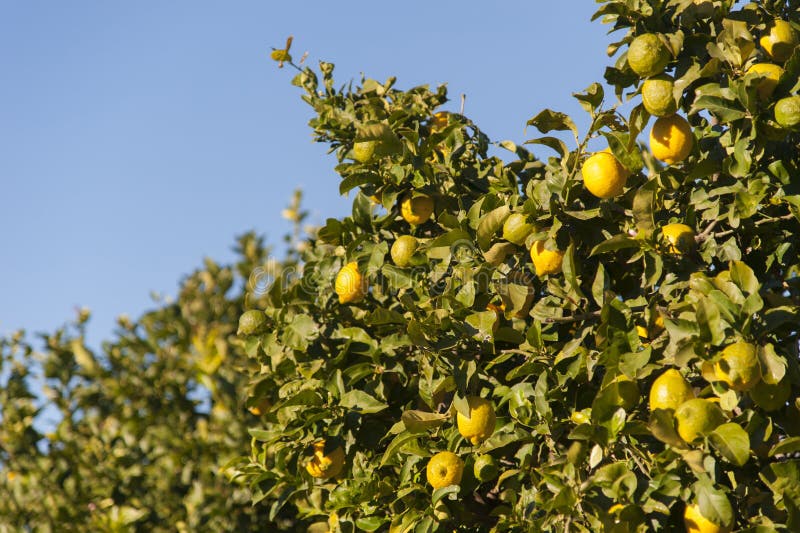 Tree with yellow lemons stock photo. Image of lemons - 115812444
