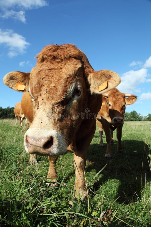 Lemosín cómodo Bull imagen de archivo. Imagen de pista - 21064975