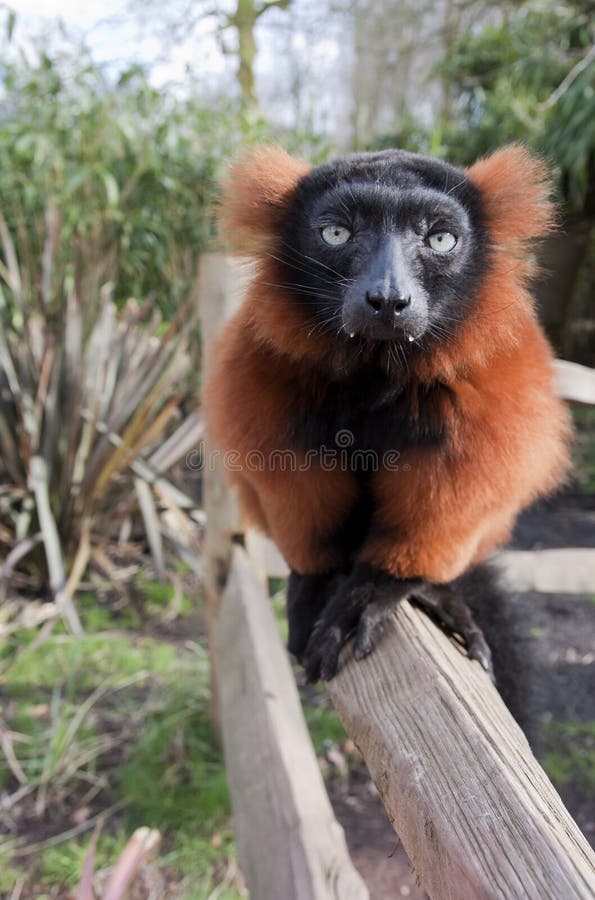 Lemur stock photo. Image of light, fang, paws, brown - 22578838