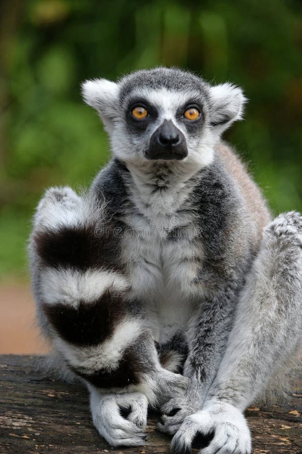 Lemur. stock photo. Image of summer, whiskers, mammal - 42722324