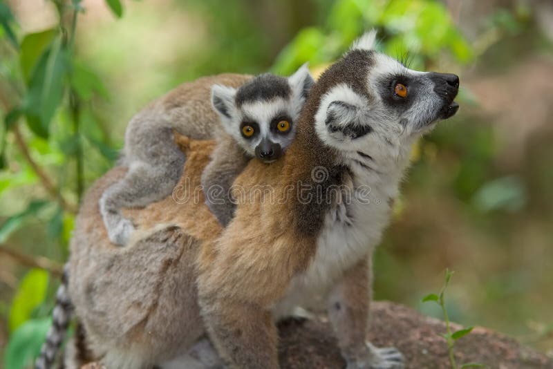 Lemur with baby stock image. Image of mother, endemic - 7993181