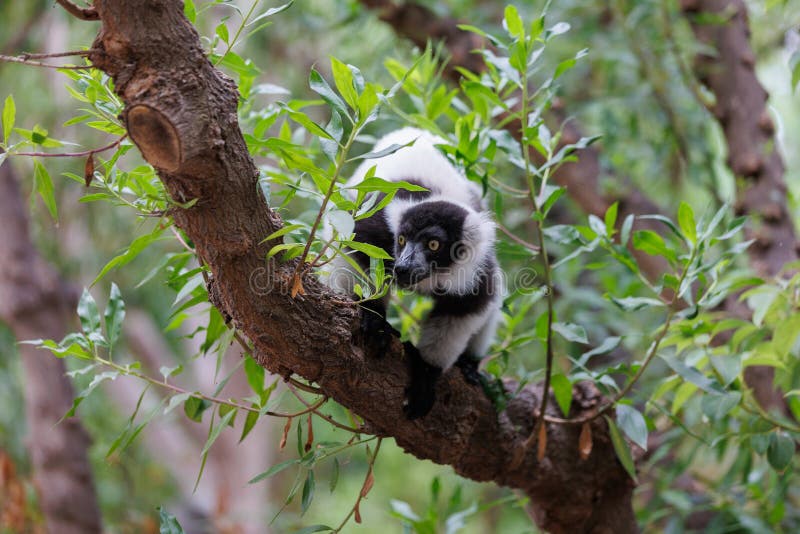 Lemur with Black and White Fur Above a Tree Branch Stock Photo - Image ...