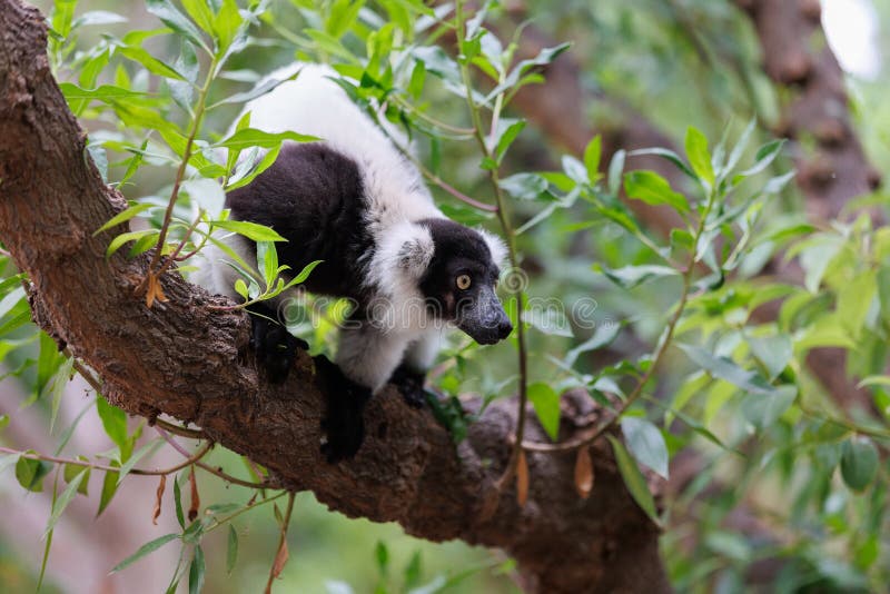 Lemur with Black and White Fur Above a Tree Branch Stock Image - Image ...