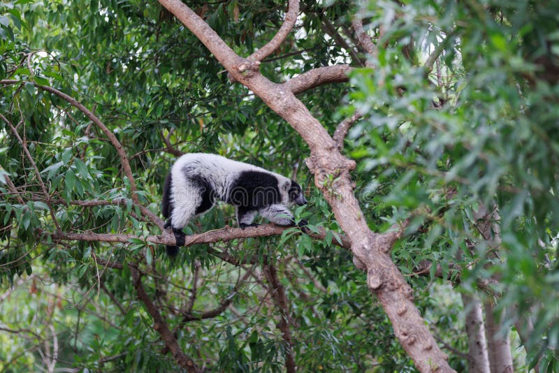 Lemur with Black and White Fur Above a Tree Branch Stock Photo - Image ...