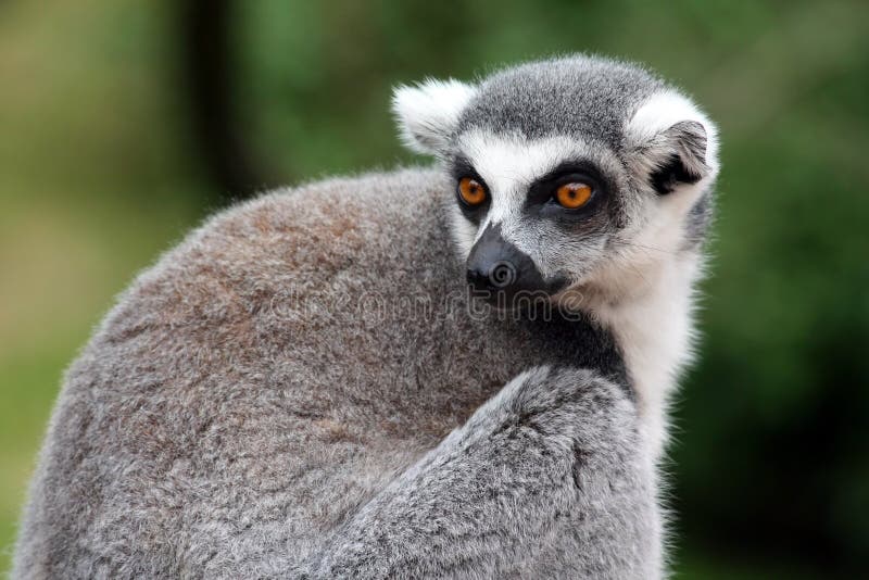 Lemur Catta stock photo. Image of animal, mammal, white - 10718066