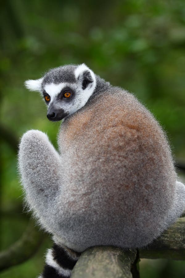 Lemur catta stock image. Image of thinking, soft, coat - 17725599