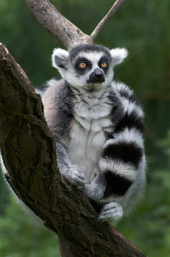 Lemur Catta stock photo. Image of catta, strip, wistful - 20749432