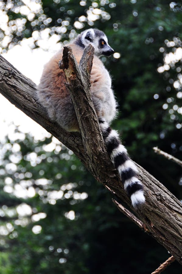 Lemur catta stock photo. Image of black, white, furry - 22217168