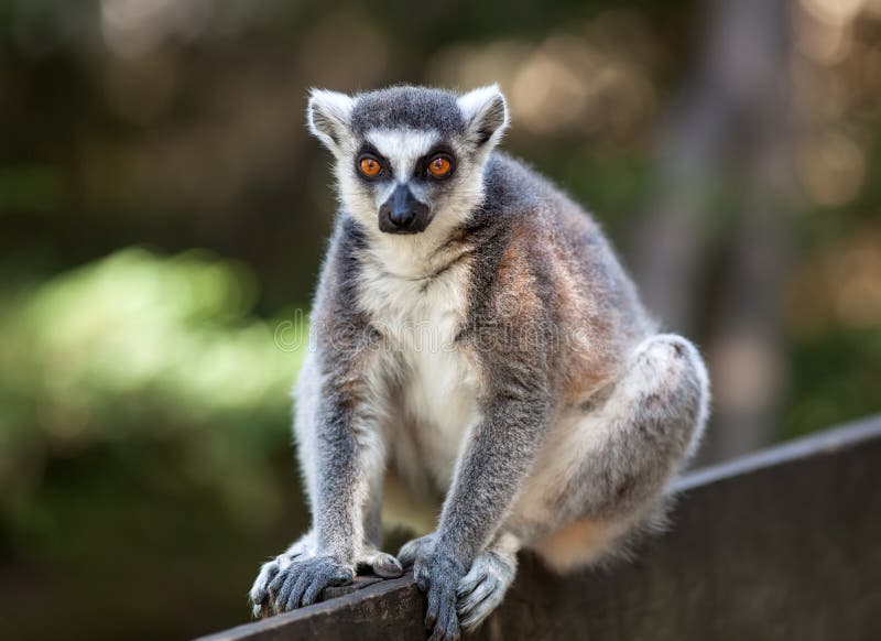 Lemur catta stock photo. Image of horizontal, outdoors - 26970312