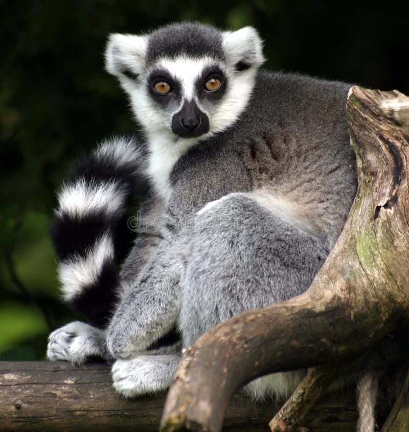 Lemur catta stock photo. Image of nice, wildlife, eyes - 576582