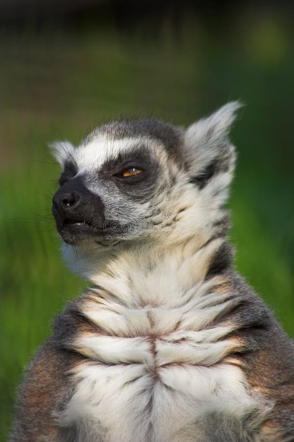 Lemur Catta stock image. Image of mammal, catta, dizzy - 720019