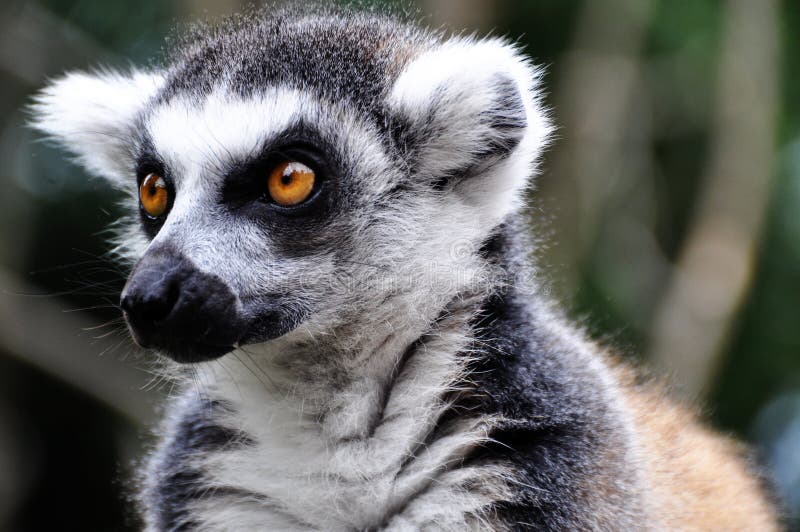 Lemur catta stock photo. Image of catta, face, close, detail - 9972924
