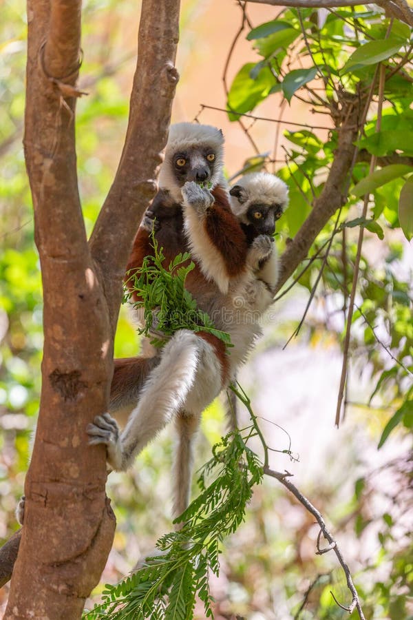 Lemur catta stock photo. Image of cuddling, lemur, brown - 341545942