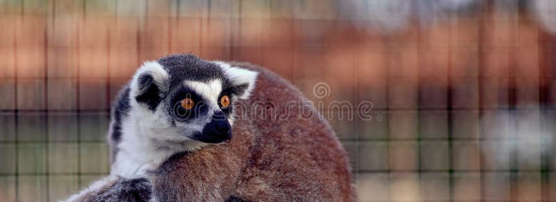 Lemur Catta, a Curious Animal Stock Photo - Image of primate, careful ...