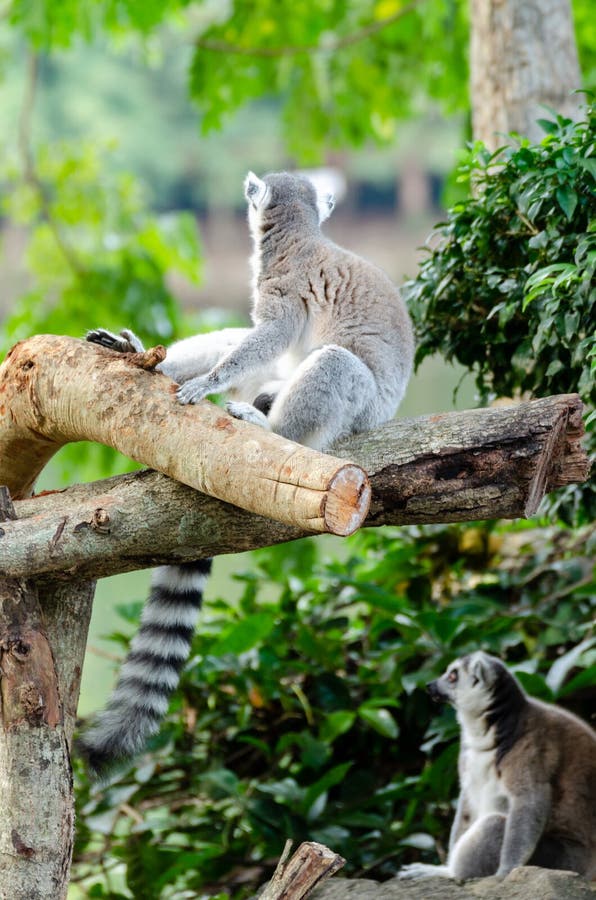 Lemur on Tree Branch in the Nature Stock Image - Image of tree, catta ...