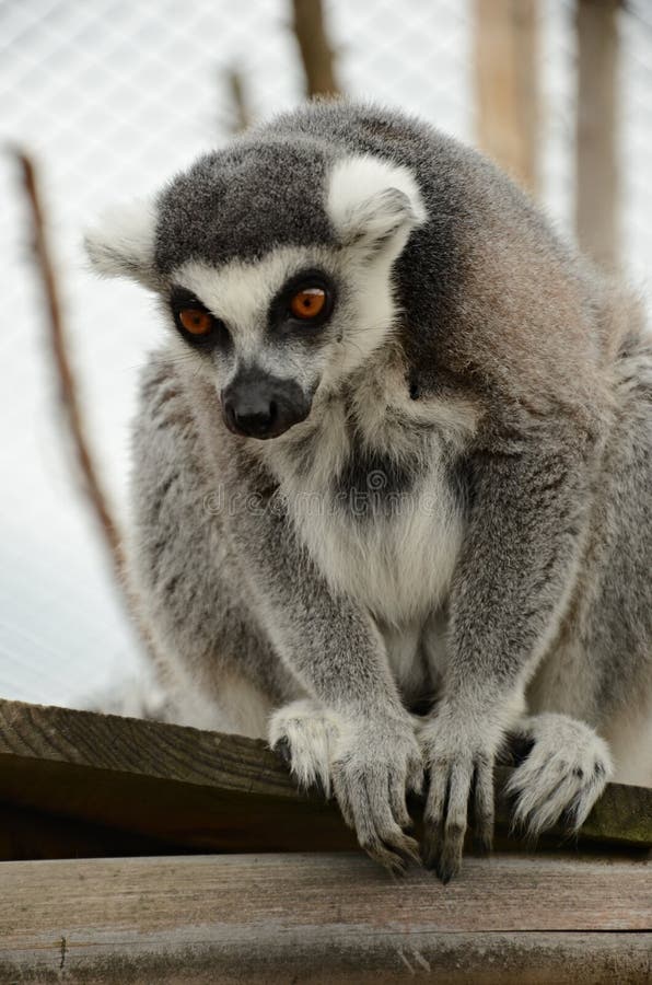 Lemur catta stock image. Image of adorable, lemuridae - 40176531