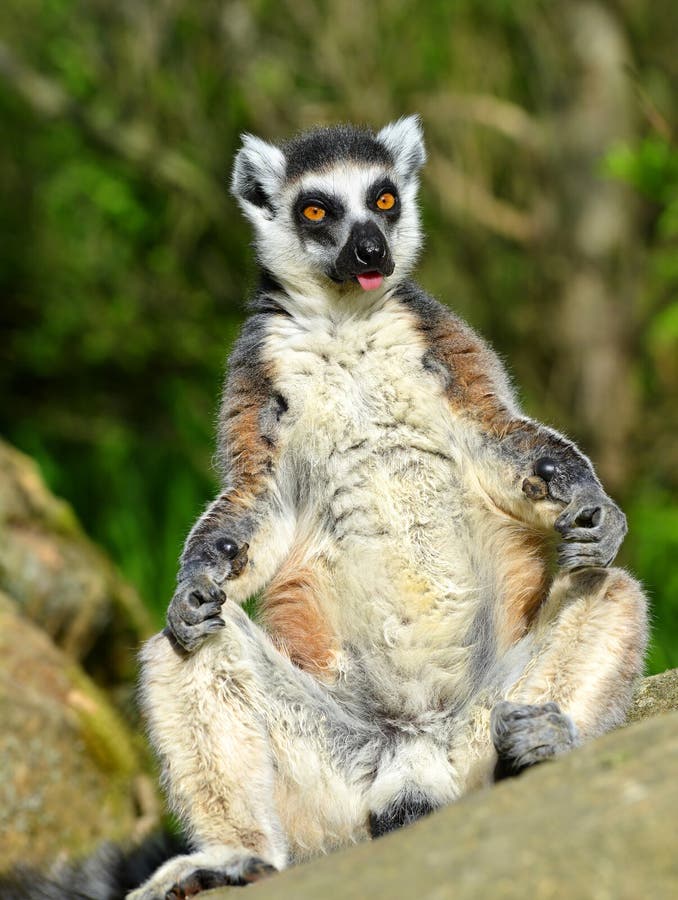 Lemur catta stock image. Image of lemures, primaten, catta - 54490707