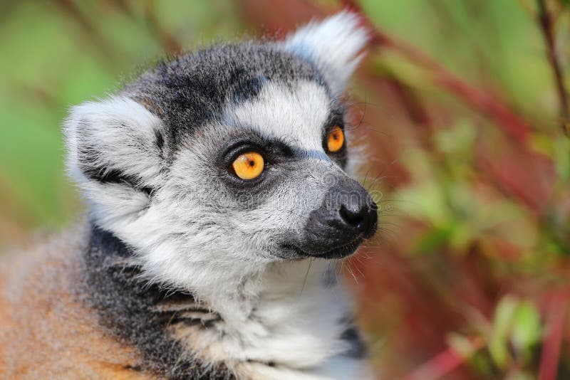 Lemur catta stock photo. Image of lizard, nature, exotic - 30644824
