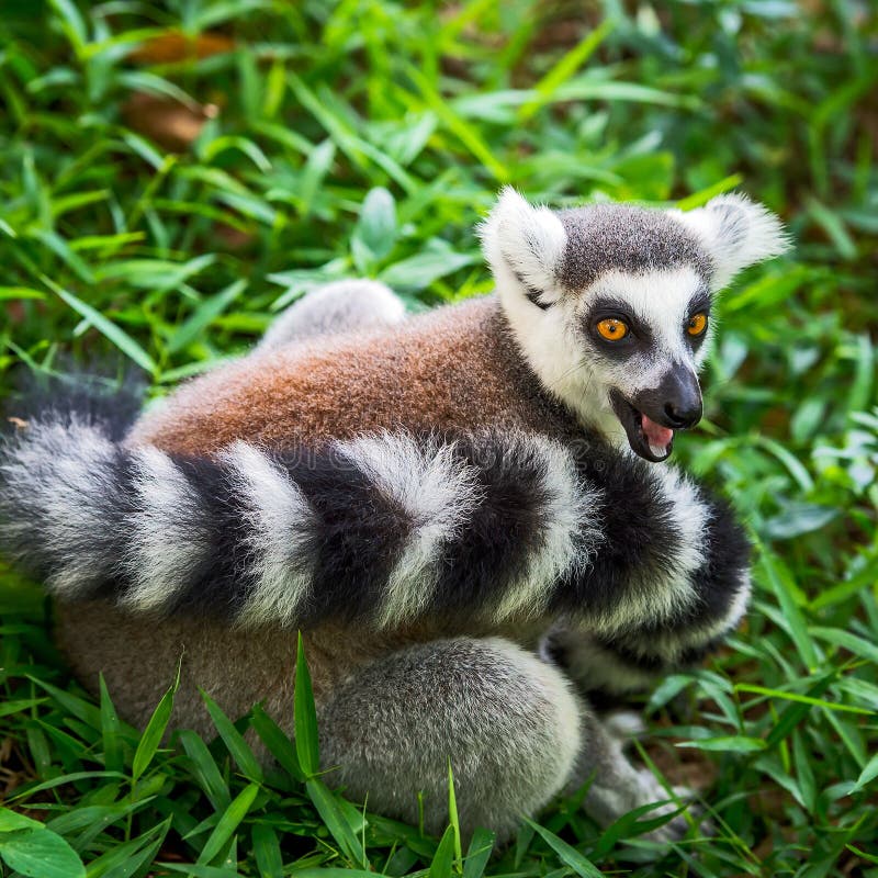 Lemur catta stock photo. Image of madagaskar, white, black - 90853268