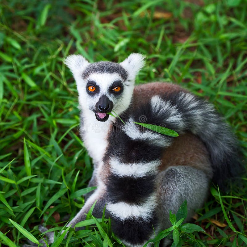 Lemur catta stock image. Image of wild, black, africa - 90855029