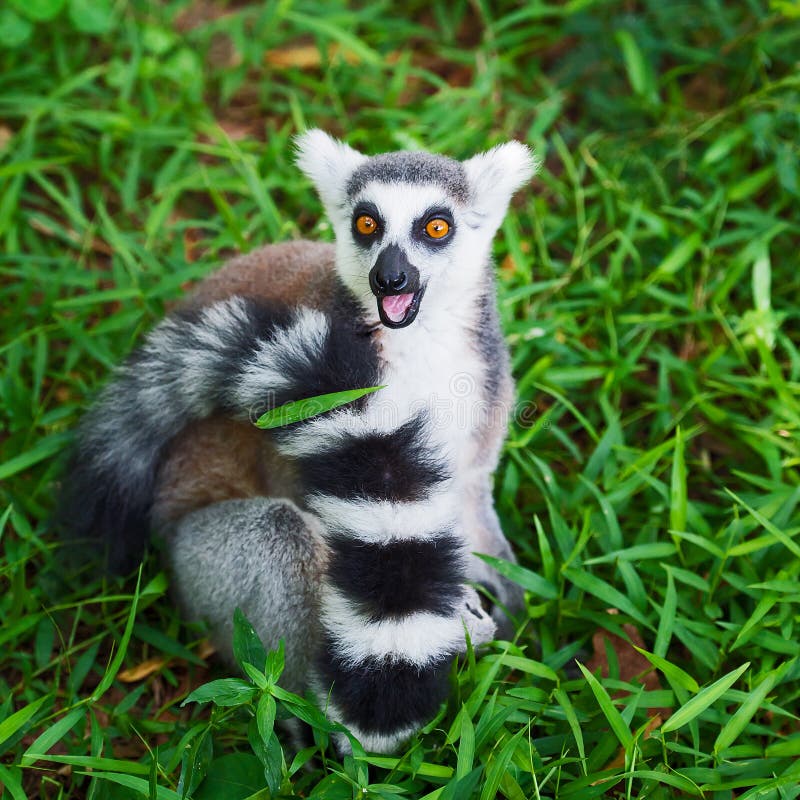 Lemur catta stock photo. Image of wildness, lemur, apes - 151852996