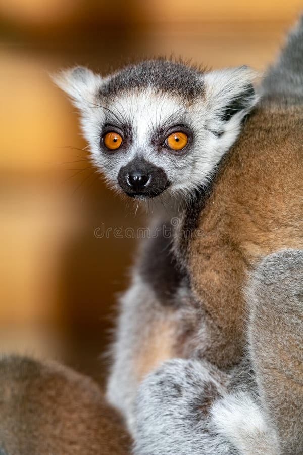 Lemur Catta. Ring-tailed Lemur. Cat Lemur. Katta Stock Image - Image of ...