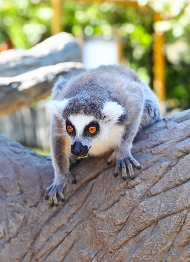 Lemur catta stock image. Image of lemuridae, katta, leaves - 56916207