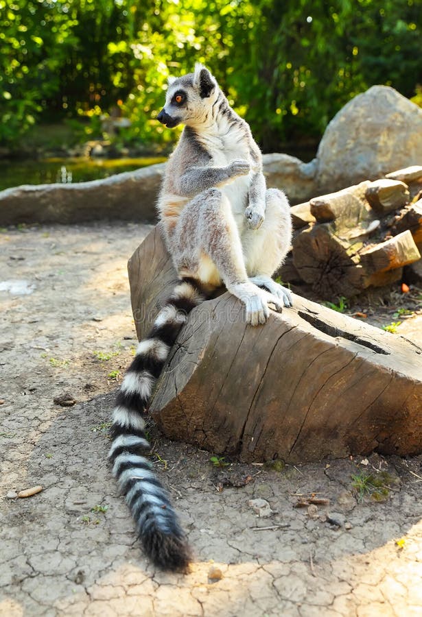 Lemur catta stock image. Image of beautiful, catta, alert - 57154281
