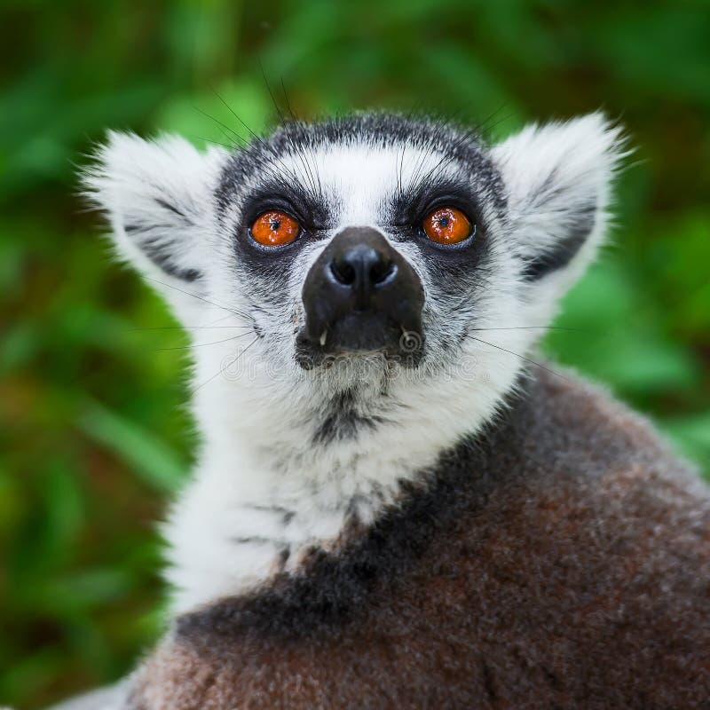 Lemur catta stock image. Image of lemuridae, nature, lemur - 90852647