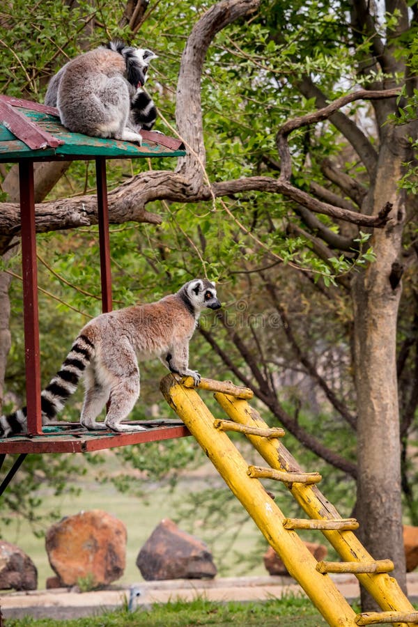 Lemur catta stock image. Image of rocky, spindly, catta - 88081127