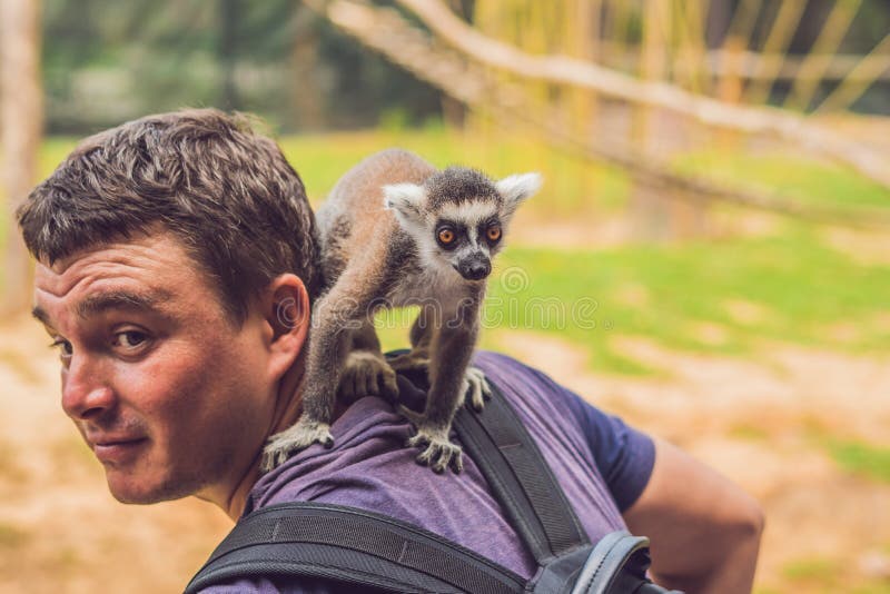 Lemur Climbed Onto the Man. Animal Attack in the Zoo Stock Photo ...