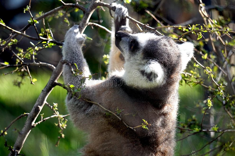 Lemur climbing on a tree stock photo. Image of wildlife - 208362284