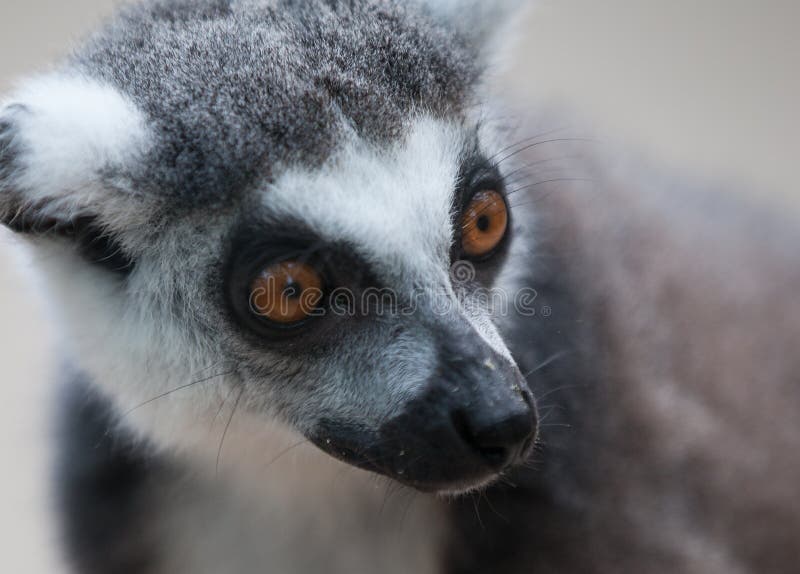 Lemur stock photo. Image of fluffy, head, white, close - 42385710