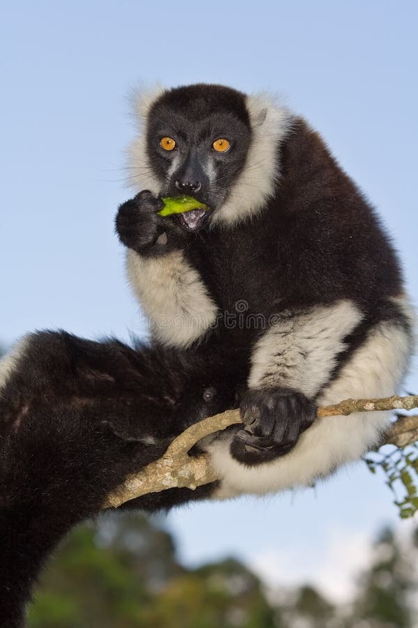19+ Eating lemur Free Stock Photos - StockFreeImages
