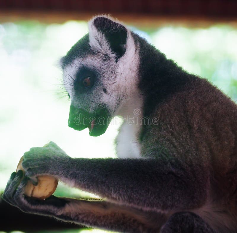 Lemur Eating Banana Close-up Stock Image - Image of primate, lemuridae ...