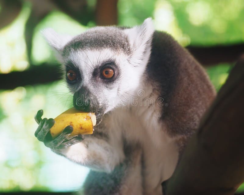Lemur Eating Banana Close-up Stock Photo - Image of africa ...