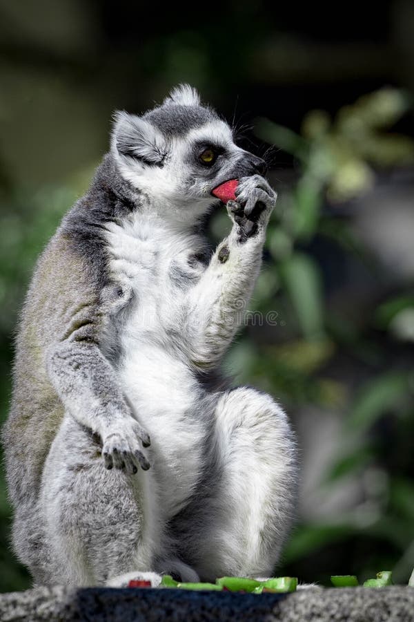 Lemur eating banana stock image. Image of feeding, outdoors - 1828705