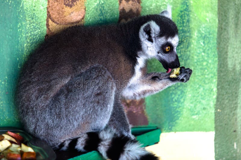 Lemur eating fruit stock photo. Image of forest, young - 51814336