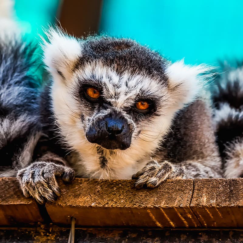 Lemur enojado foto de archivo. Imagen de mullido, piel - 54935706