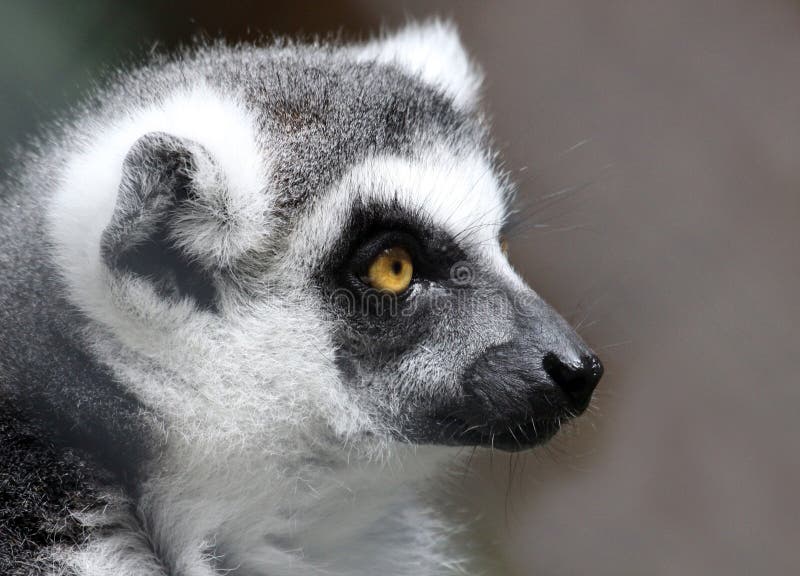 Lemur Face stock image. Image of hair, cute, endangered - 19122399