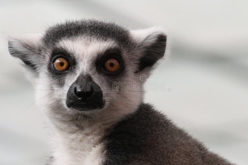 Lemur face stock image. Image of alert, lemur, wildlife - 69551529