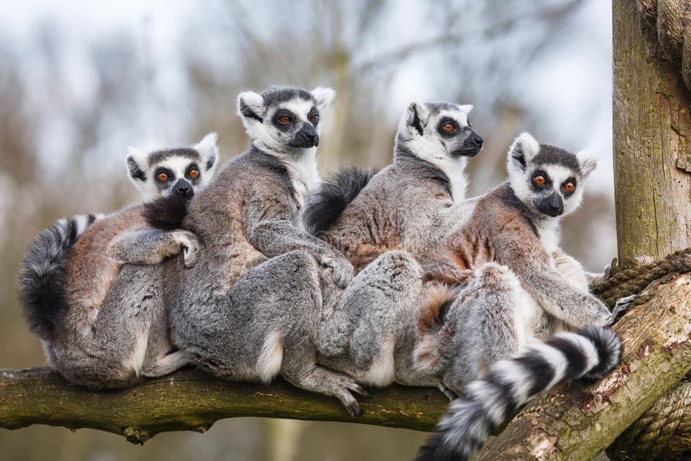 Lemur family stock photo. Image of madagascar, mammals - 26082600