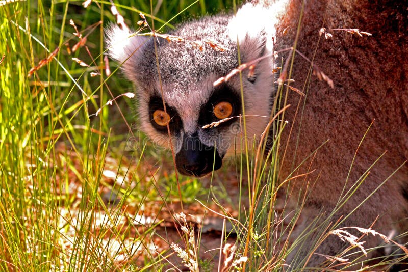 Lemur stock image. Image of male, grass, wildlife, animal - 65291481