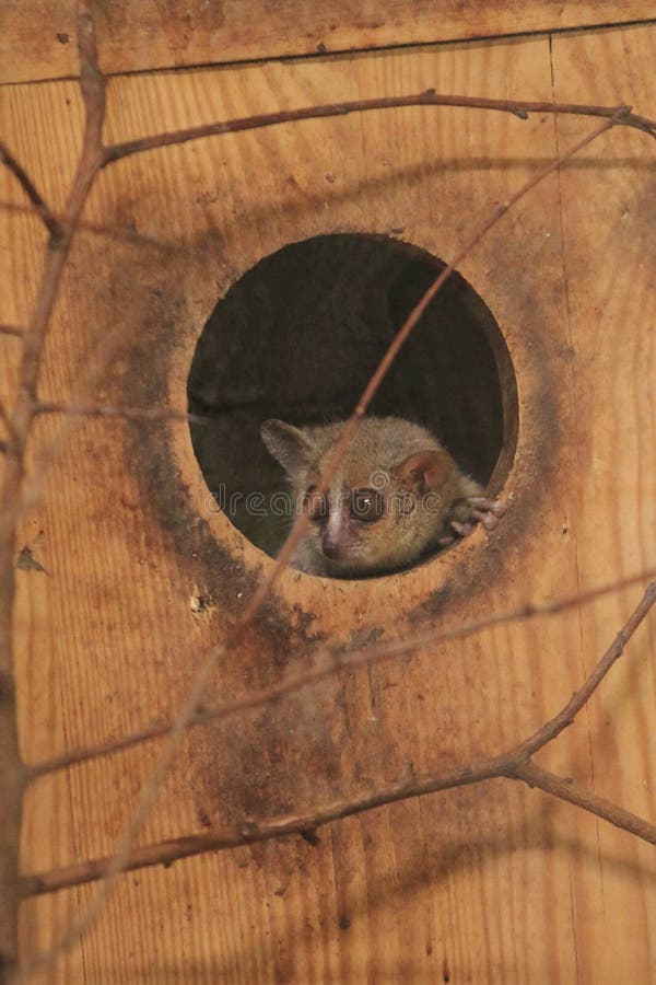 Lémur ratón gris foto de archivo. Imagen de animal, lémur - 28197750